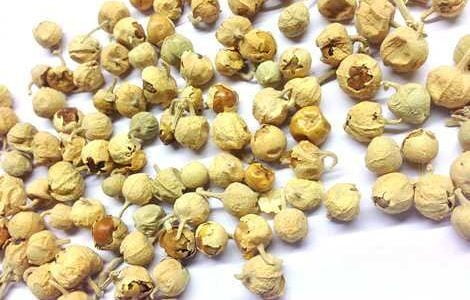 PANEER POO, PANEER DODA, WITHANIA COAGULANS, INDIAN RENNET FLOWER