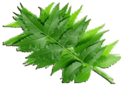 veppilai powder, neem leaf powder